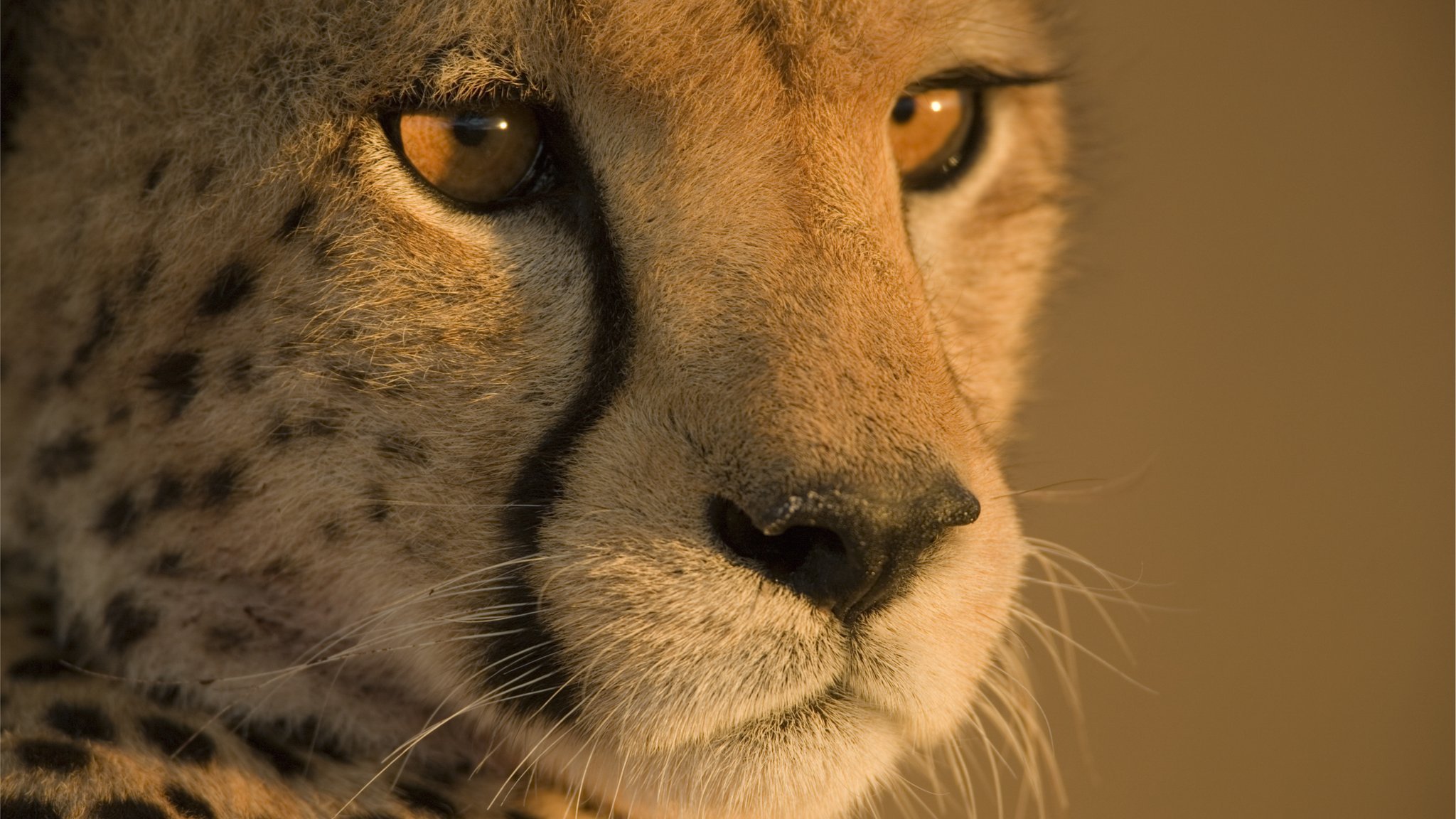 Cheetahs return to India for the first time in 70 years - CBBC Newsround