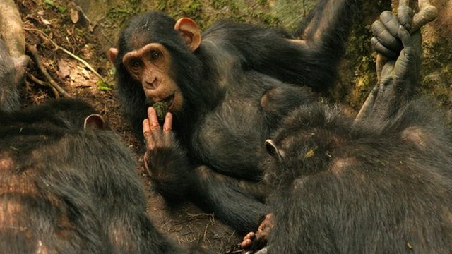 Chimp drinking culture caught on video - BBC News