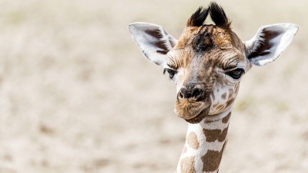 World Giraffe Day: Seven top facts about the world's tallest animal ...
