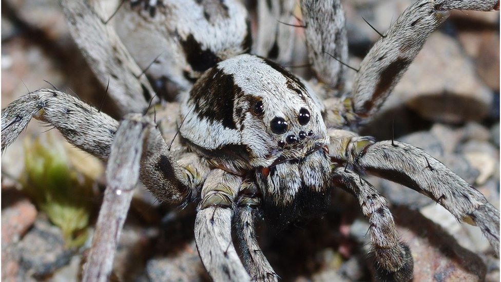 Check out these pictures of a rediscovered spider! - CBBC Newsround