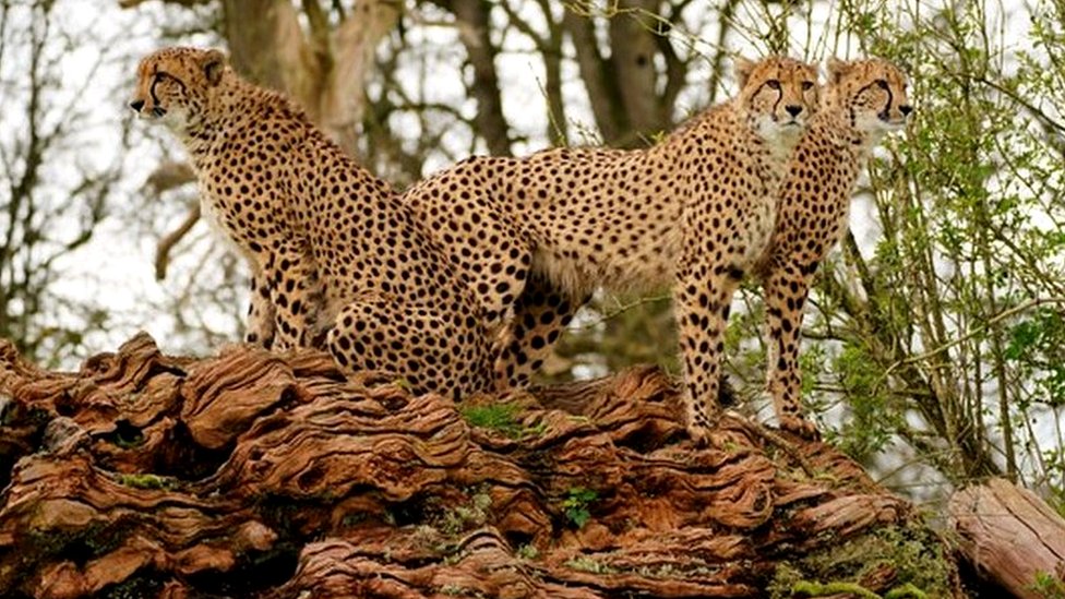 Cheetahs