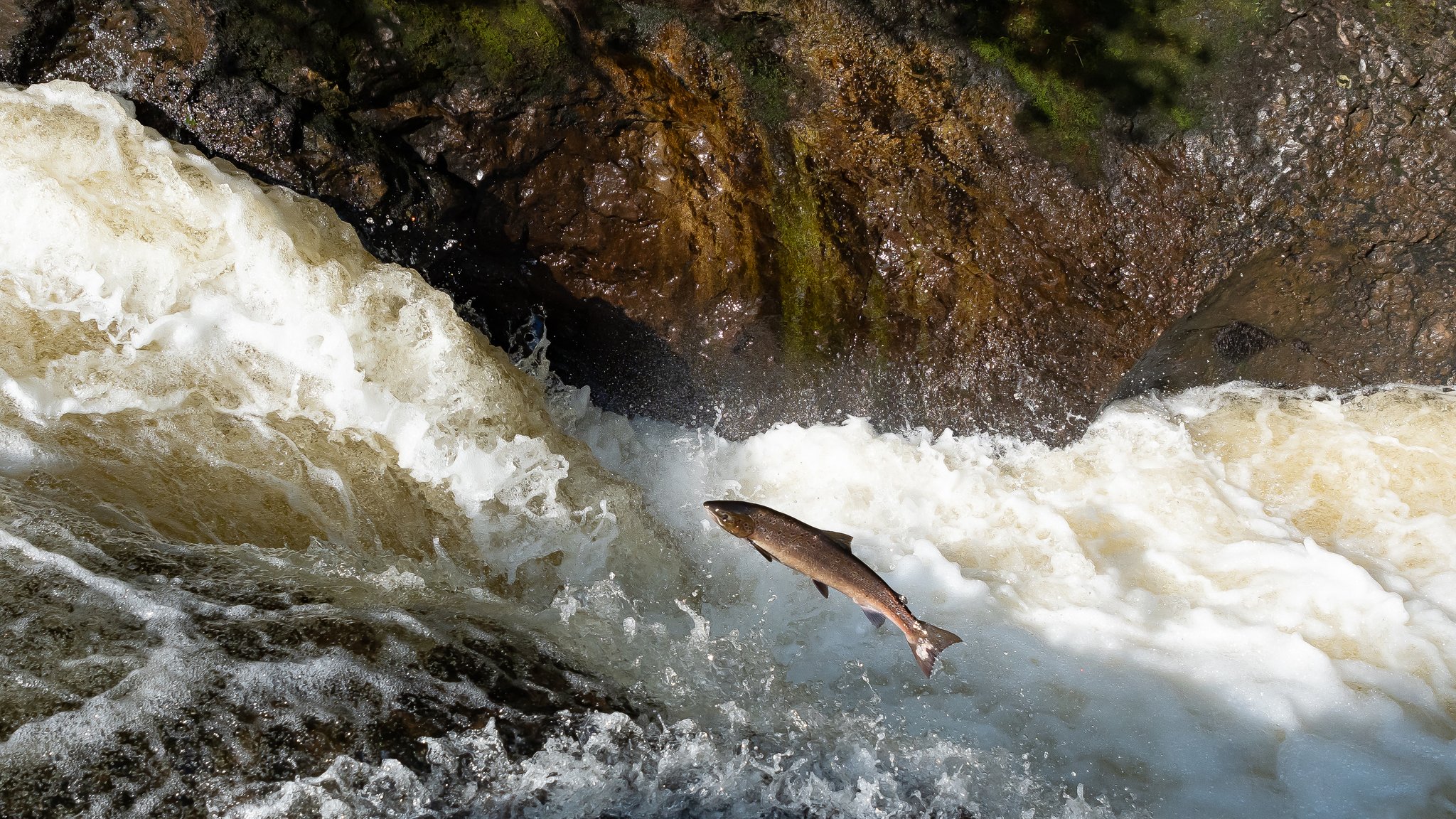 Wild salmon population under threat, says report - CBBC Newsround