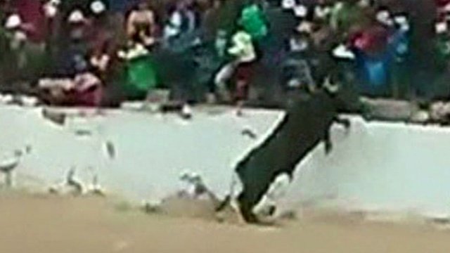 Bull jumps barrier at Peru bullfight - BBC News