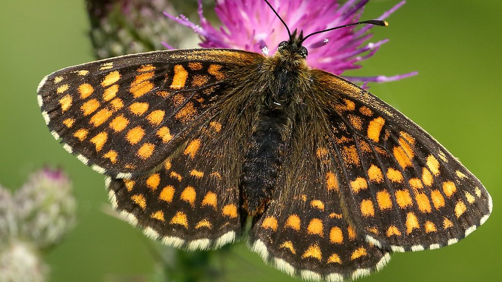 One of Britain's rarest butterflies has been saved from extinction ...