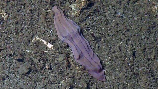 Meet the mysterious deep-sea 'sock' - BBC News