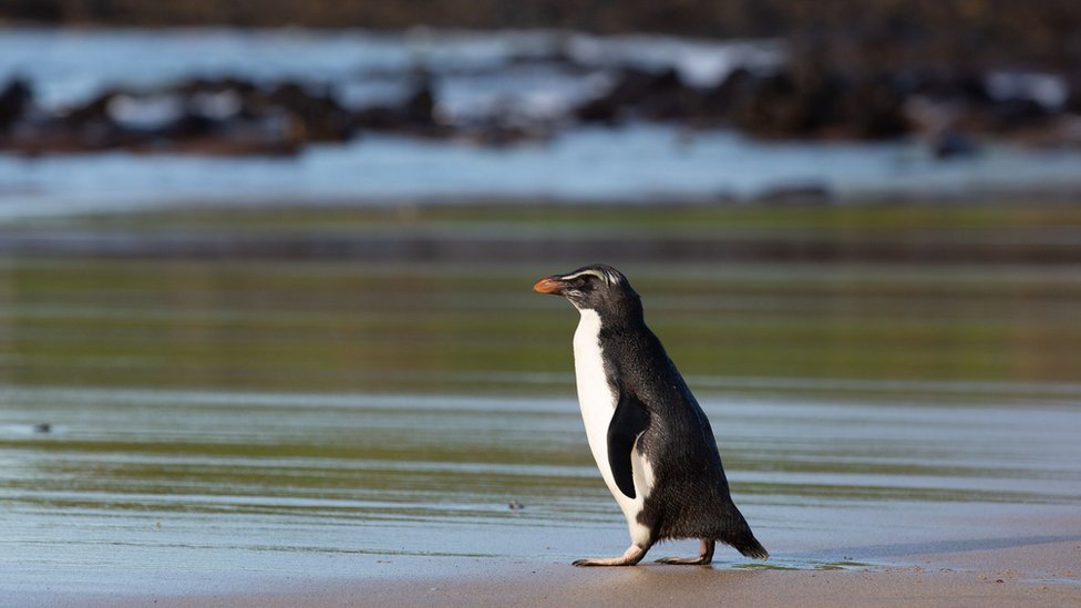 Pictures: The penguin who swam from New Zealand to Australia, and other ...