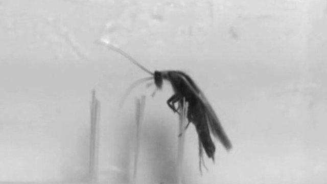 How cockroaches tackle obstacles - BBC News