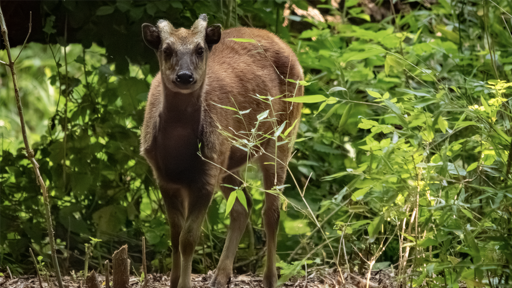 Philippine Spotted Deer