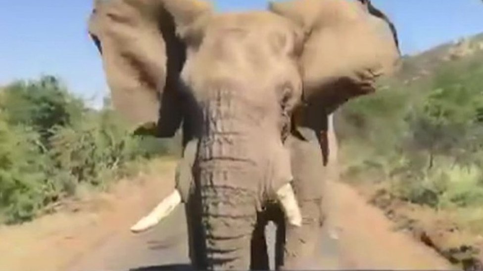 Arnold Schwarzenegger chased by elephant in South Africa - BBC News