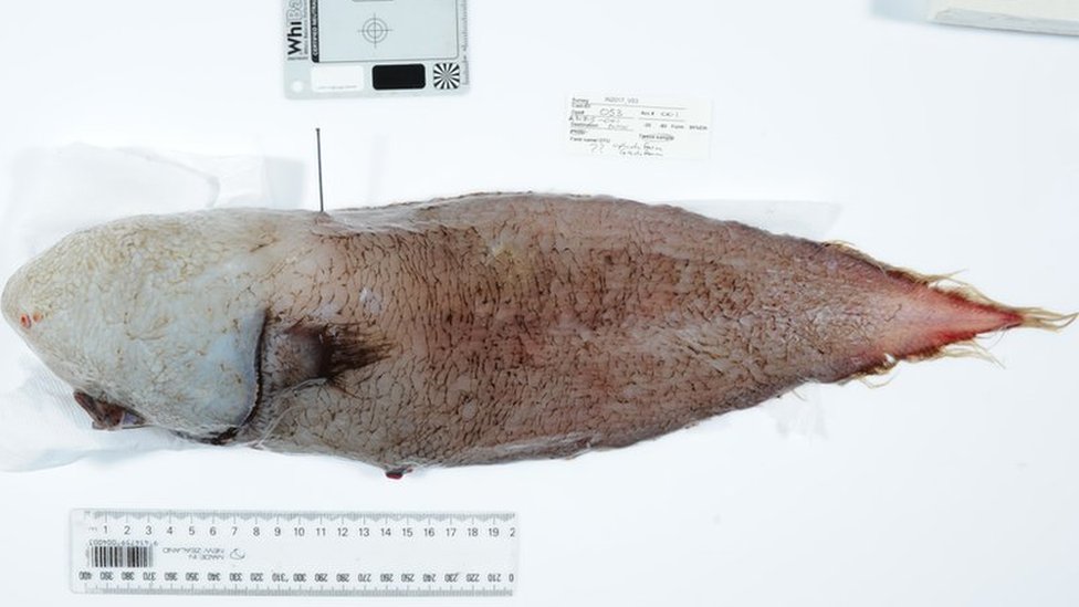 'Faceless' fish discovered off coast of Australia - CBBC Newsround