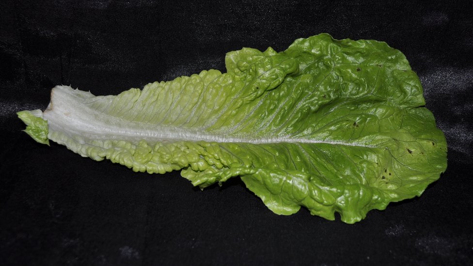 Turnip Prize: Finalists in spoof art competition revealed - BBC News