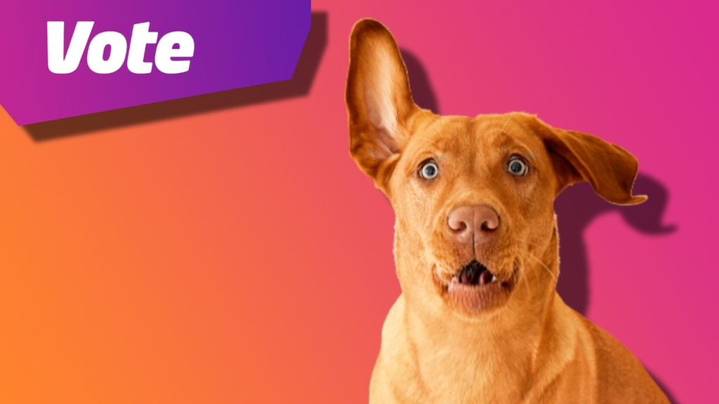 Clever canines can understand an average of 89 words - CBBC Newsround
