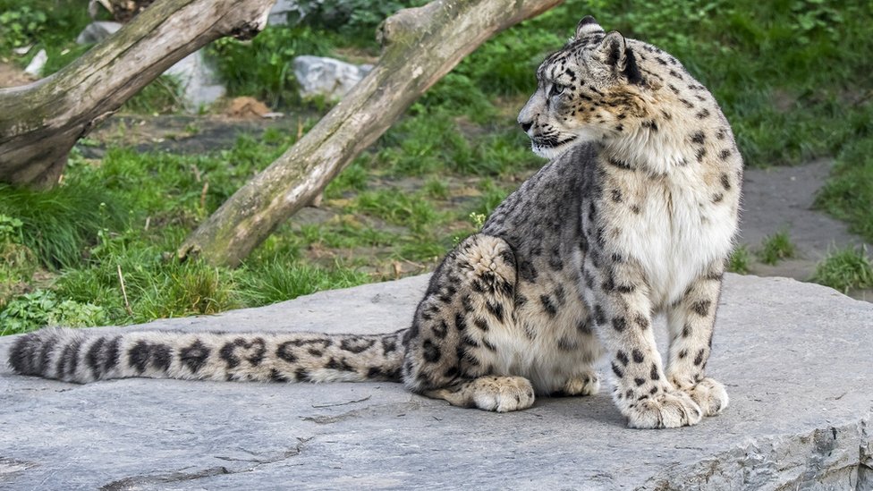 Snow leopard shot dead at Dudley Zoo after escaping area - BBC News