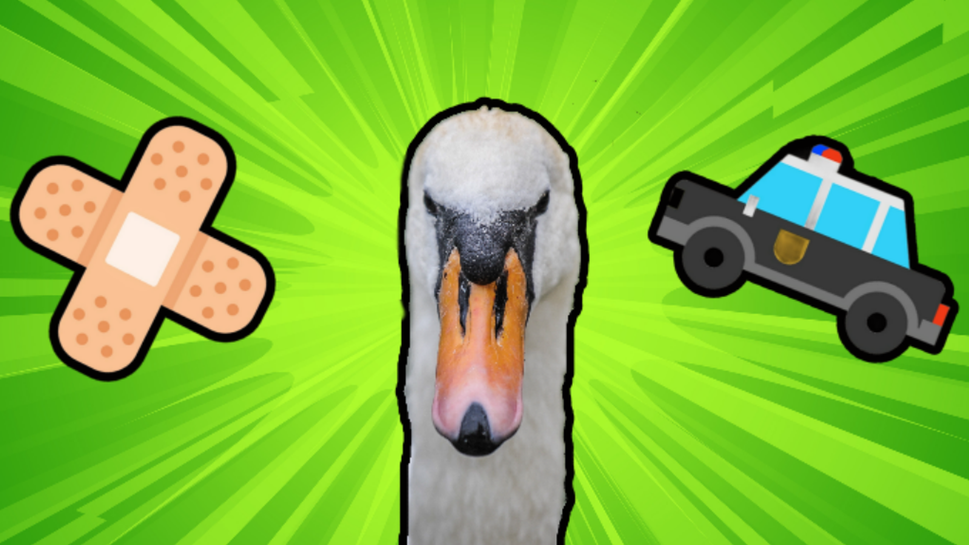 How a swan ended up in a police car in Plymouth - CBBC Newsround