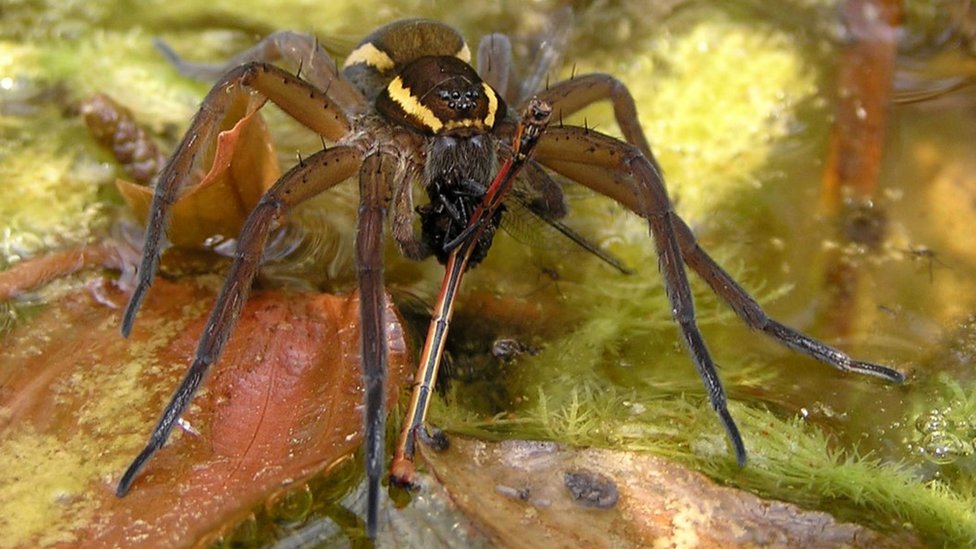 Rare Fen raft spider population boosted in Norfolk - BBC News