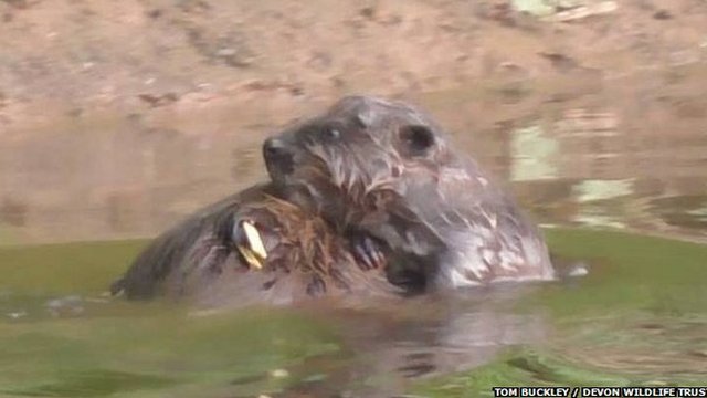 Wild female beaver gives birth - BBC News