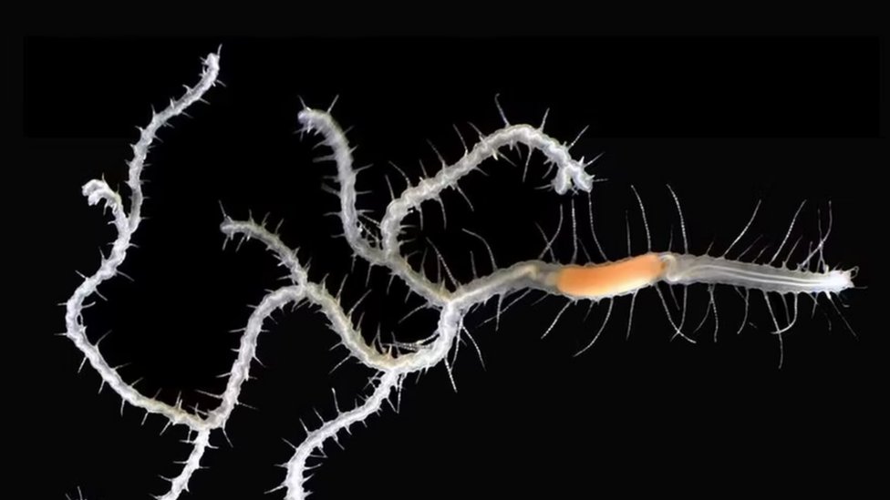 Worms Glow Worm Cave Tours | Everything New Zealand