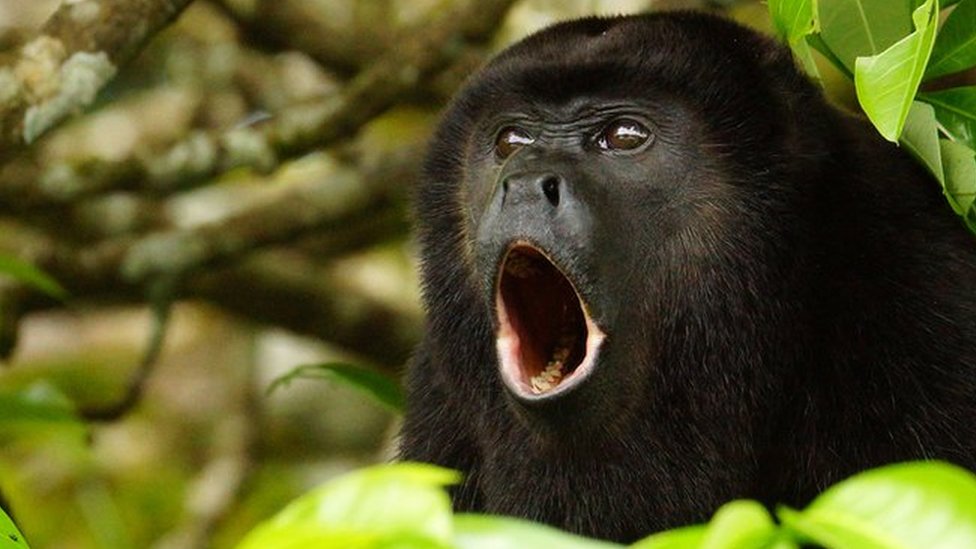 Howler Monkeys Mexico