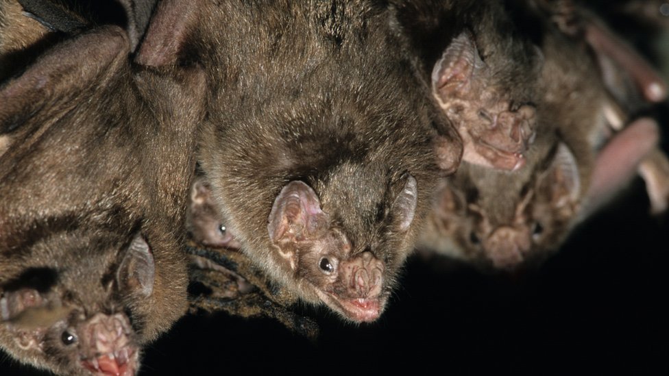 Wildlife: Female vampire bats hang out and 'chat' to their friends ...