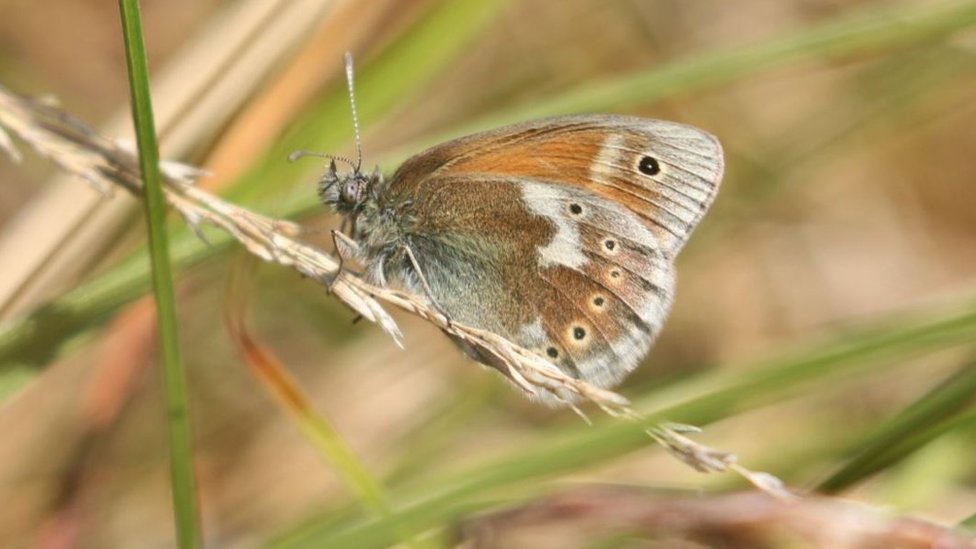 Rare argus butterfly returns to wild after 150 years - BBC News