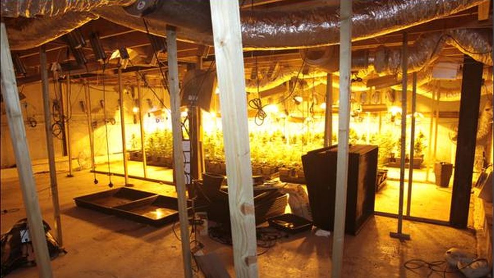 Cannabis factory men jailed in south Devon - BBC News