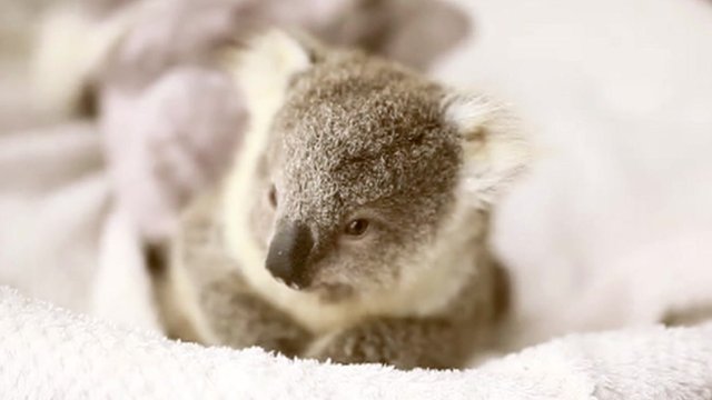 How this poo-sniffing dog is helping protect koalas - BBC Newsround