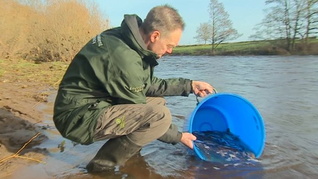 Baba the lobster with three claws - BBC News