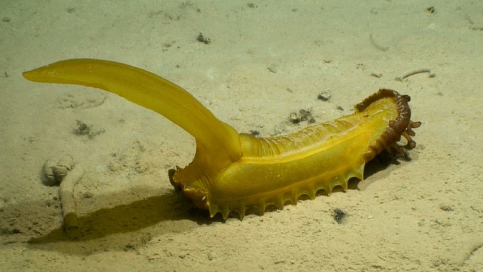 New species discovered deep in the Pacific Ocean - CBBC Newsround