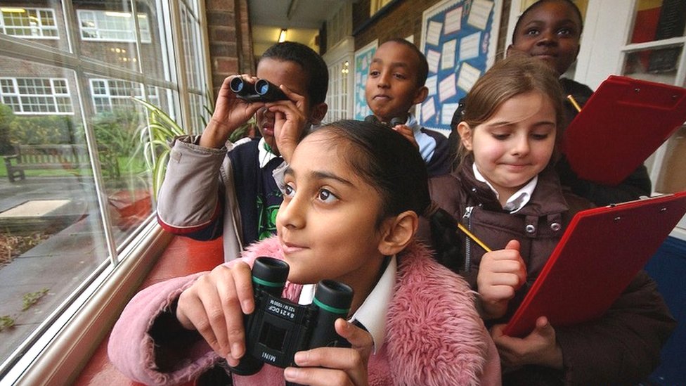 RSPB Big Schools' Birdwatch: Everything you need to know - CBBC Newsround