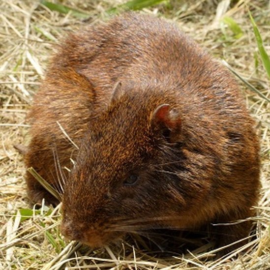 Lord of the Rings toad on brink of extinction - BBC News