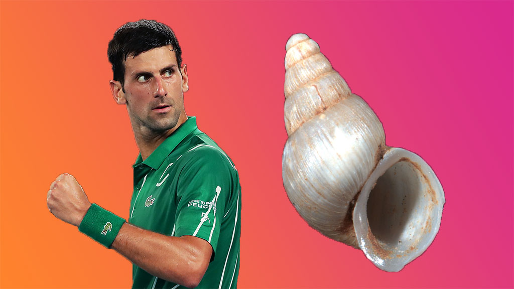 Slow-vak Djokovic - check out the snail named after a tennis star ...