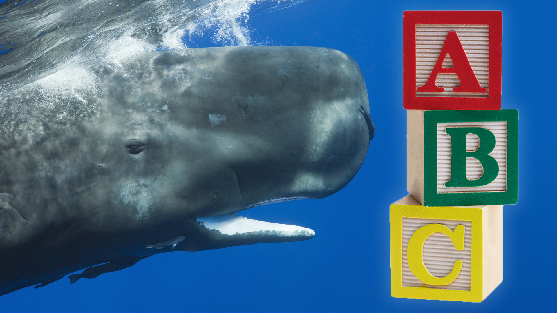 Asl Sign For Whale Pin By Lauren Price On ASL Art | Deaf Culture Art,