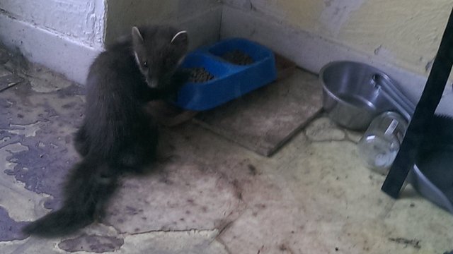 Badger uses cat flap in Saltdean home to steal cat food - BBC News