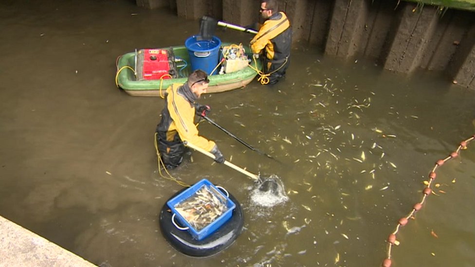 Fish removed from canal for Bath Deep Lock gate repairs - BBC News
