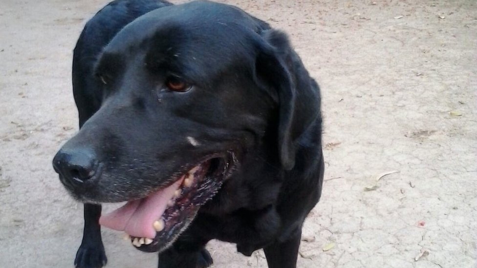 India to honour police top dog Rex - BBC News