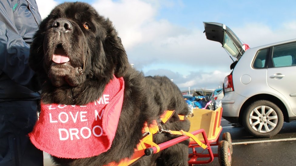 Newfoundland Dog Pulling Cart