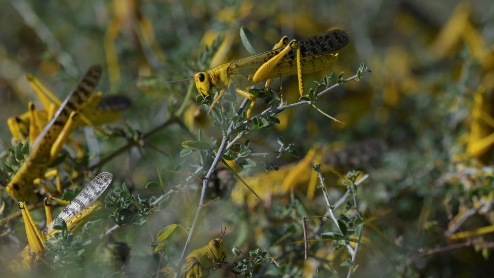 Locusts: East Africa affected as huge swarms destroy crops - CBBC Newsround