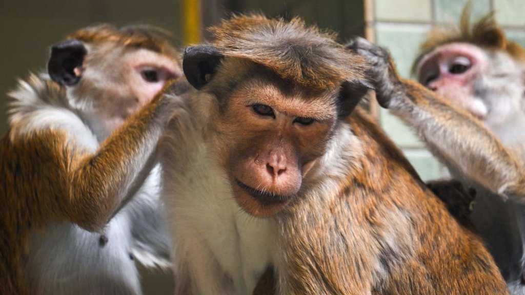 How friendly monkeys who are more social are healthier - CBBC Newsround