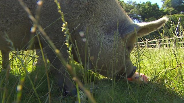 Sunscreen for pigs as temperatures soar - BBC News