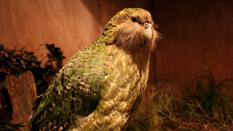 World's fattest parrot is New Zealand's bird of the year for 2020 ...
