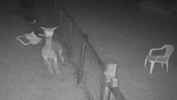 Real Paranormal Animals