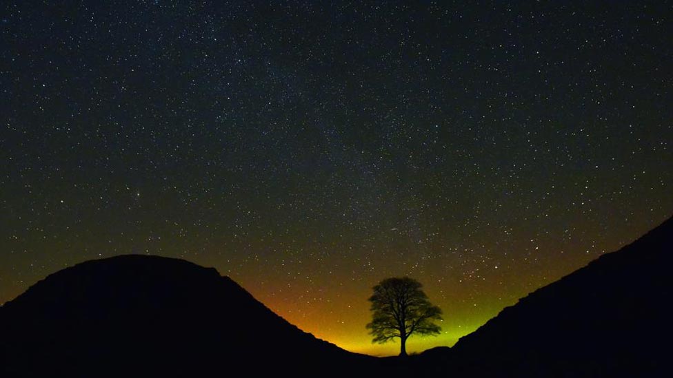 In pictures: The famous Sycamore Gap tree - BBC News