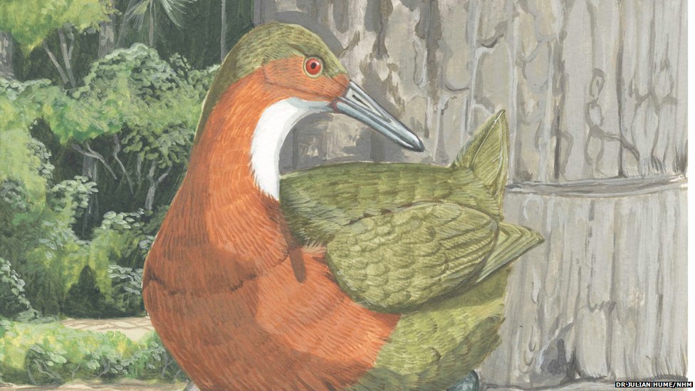 Bird that went extinct comes 'back from the dead' - CBBC Newsround