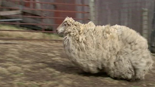 Sheila the sheep sheared after being lost for six years - BBC News