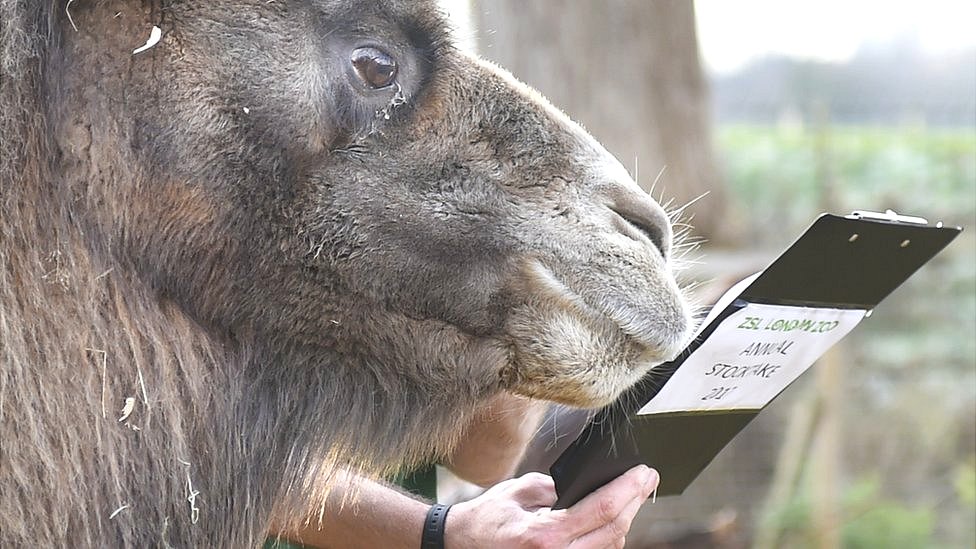 Annual animal count begins at ZSL London Zoo - CBBC Newsround