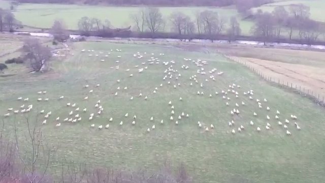 Farmer chastises sheep for straying into off-limits field - BBC News
