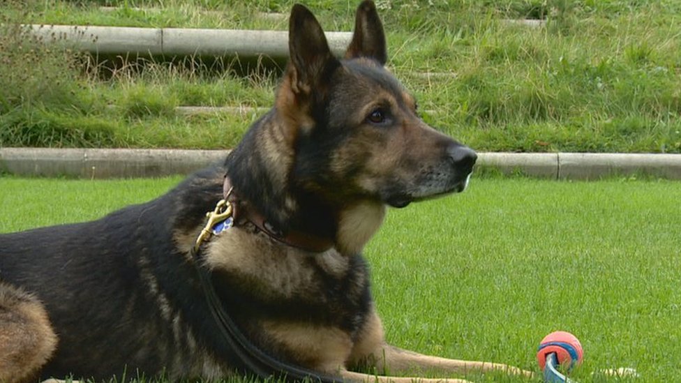 German Shepherd Attack K9