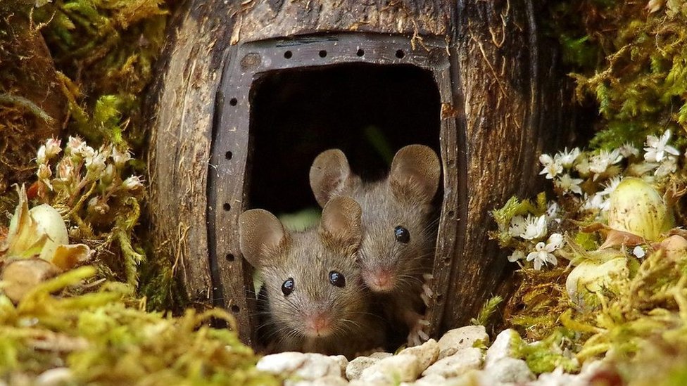 Springwatch 2020: Check out some of these amazing moments - CBBC Newsround
