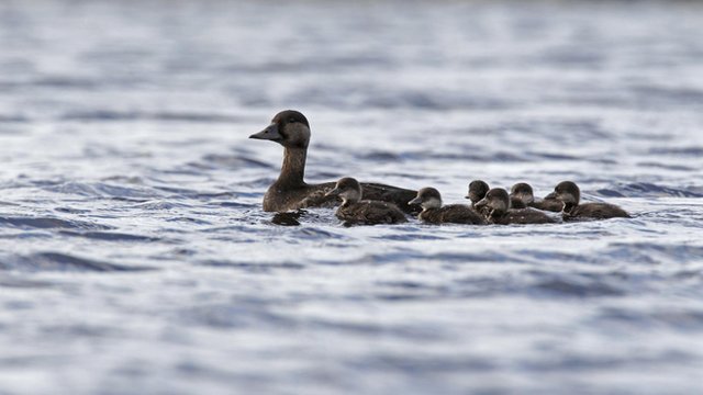 Tracked common scoter ducks reveal winter secrets - BBC Newsround