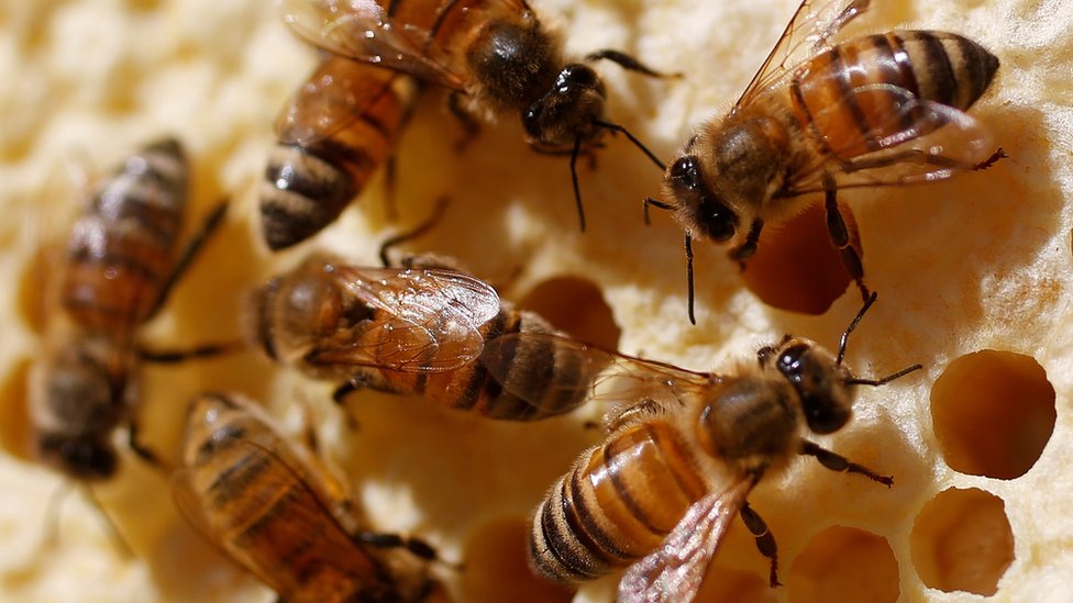 La Palma volcano: How honey bees survived the eruption - CBBC Newsround